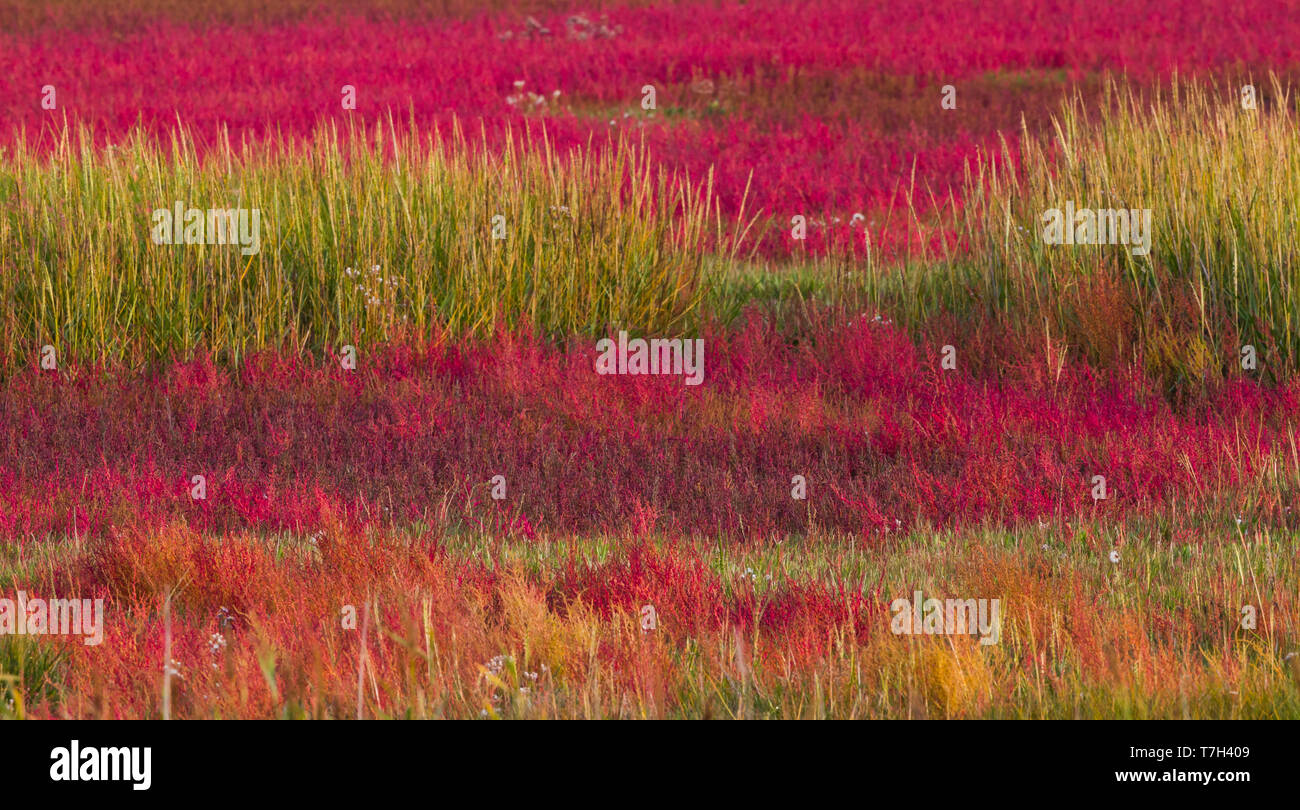 Common glasswort (Salicornia europaea) in autumn on a German Wadden ...