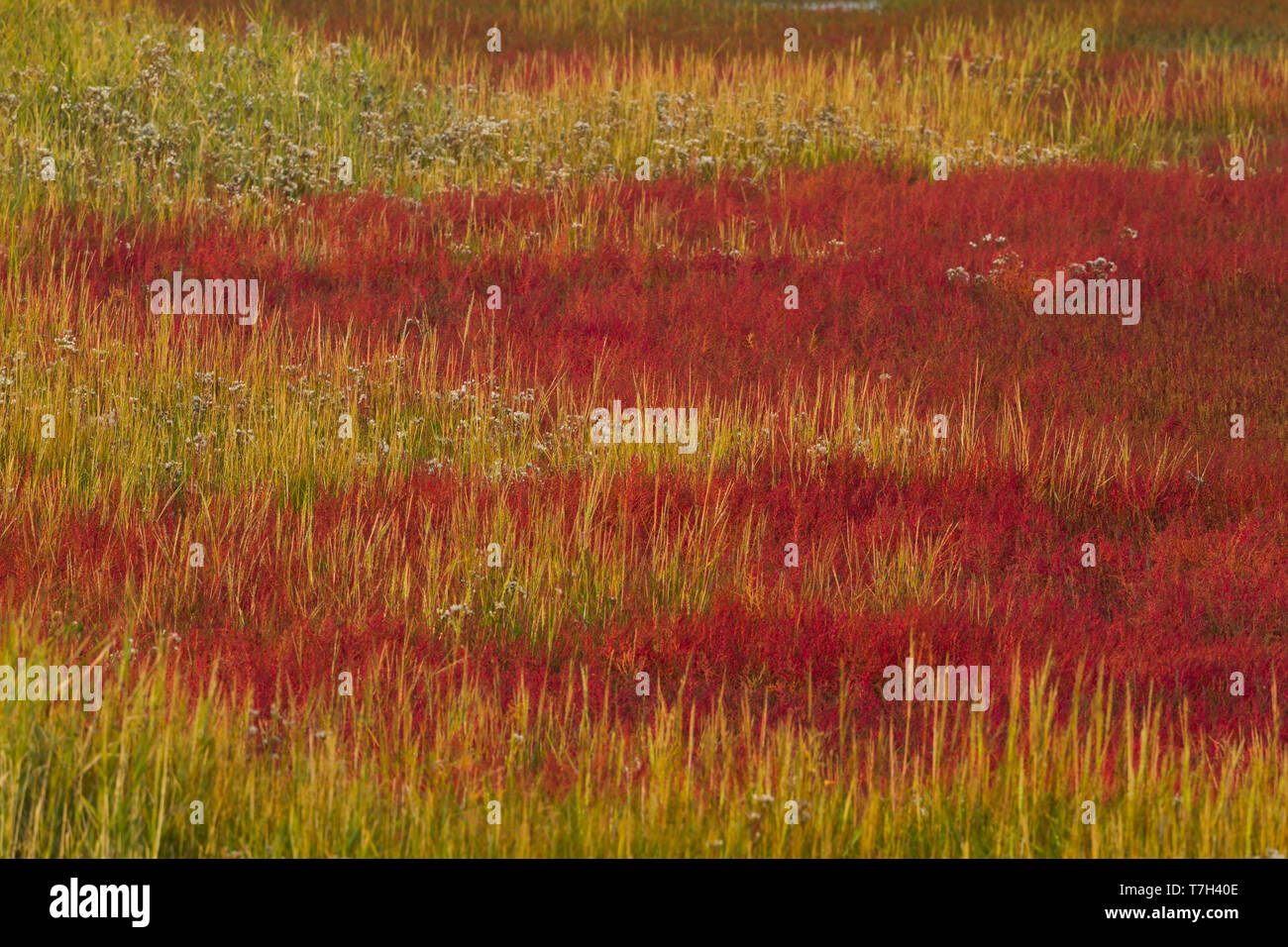 Common glasswort (Salicornia europaea) in autumn on a German Wadden ...
