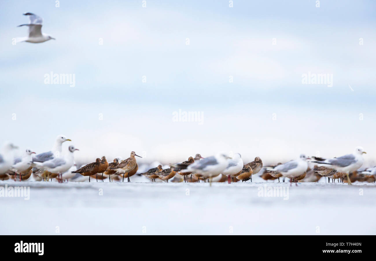 Common Gull, Red Knot and Bar-tailed godwit in the German Wadden Sea ...
