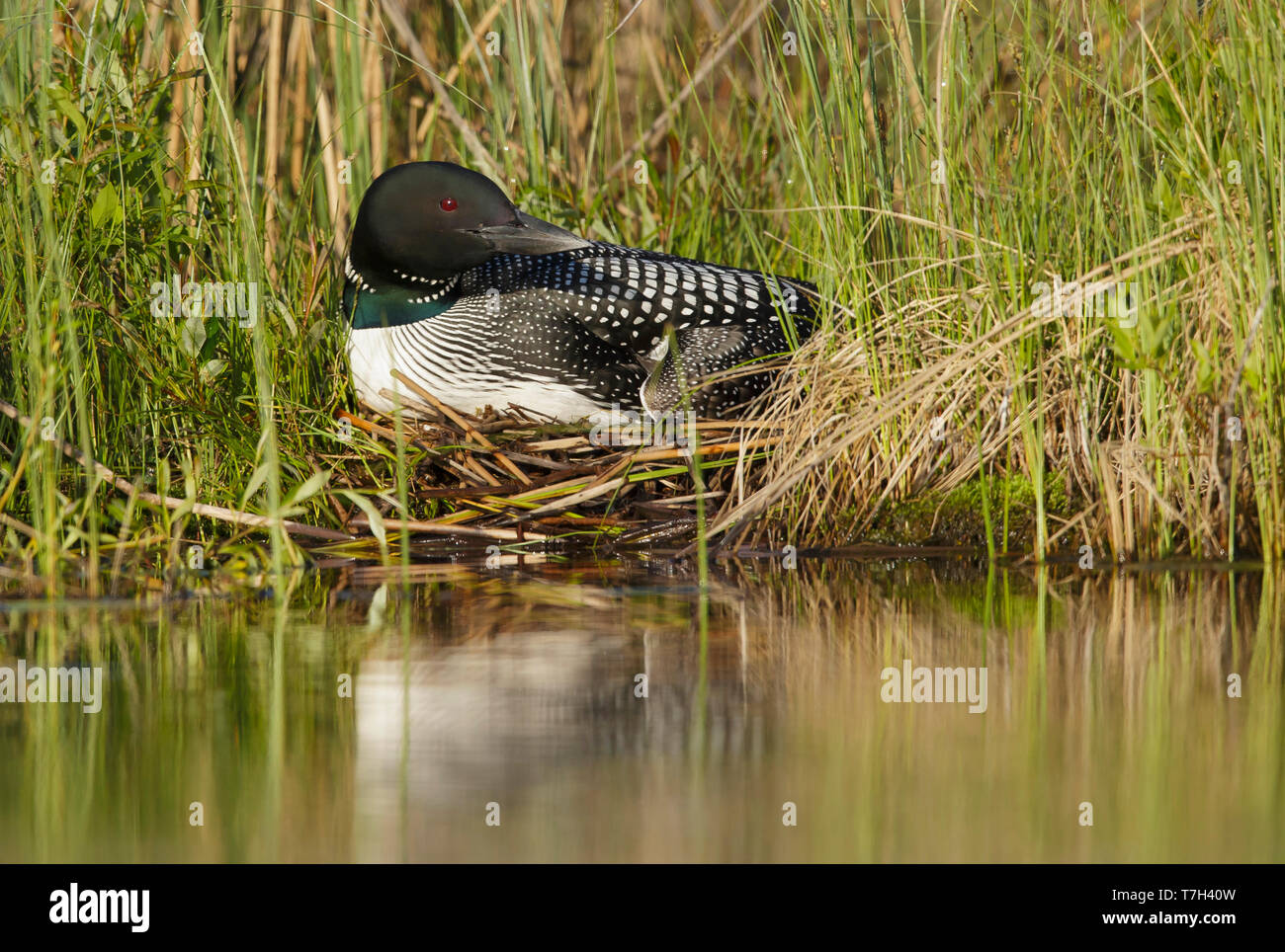 Common loon bird nest hi-res stock photography and images - Alamy