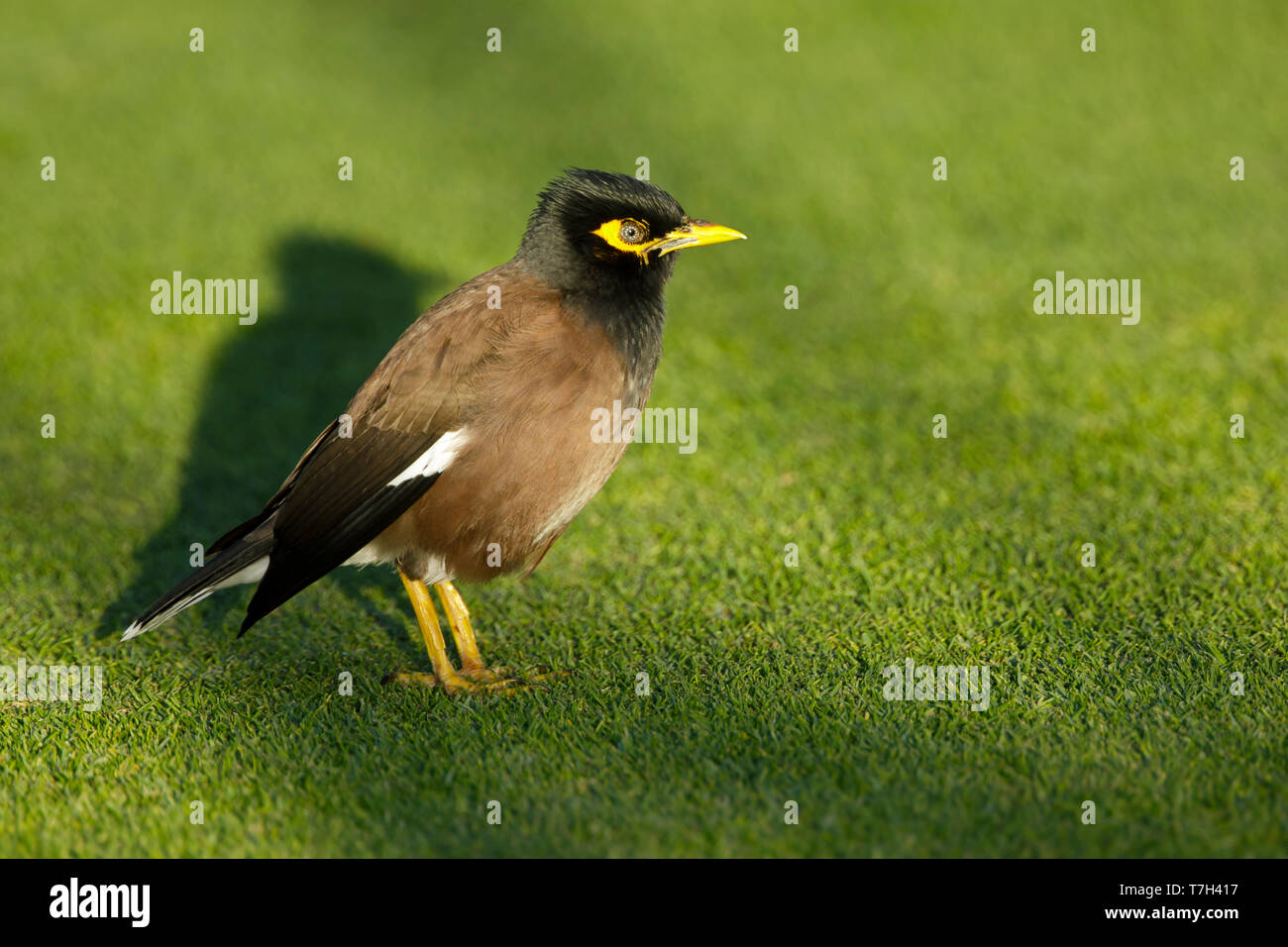 Kea standing hi-res stock photography and images - Alamy