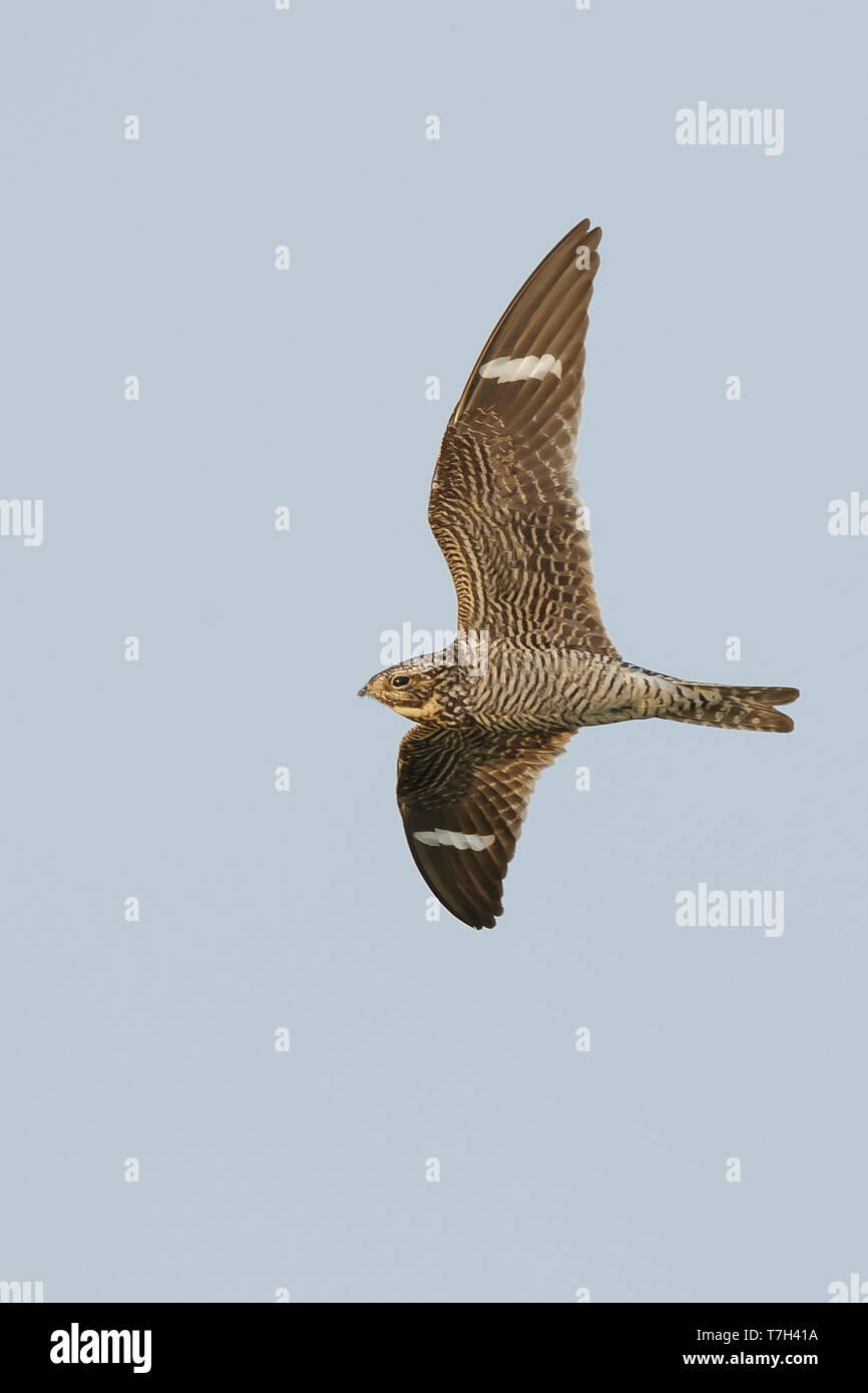 Adult female Common Nighthawk (Chordeiles minor) in flight during ...