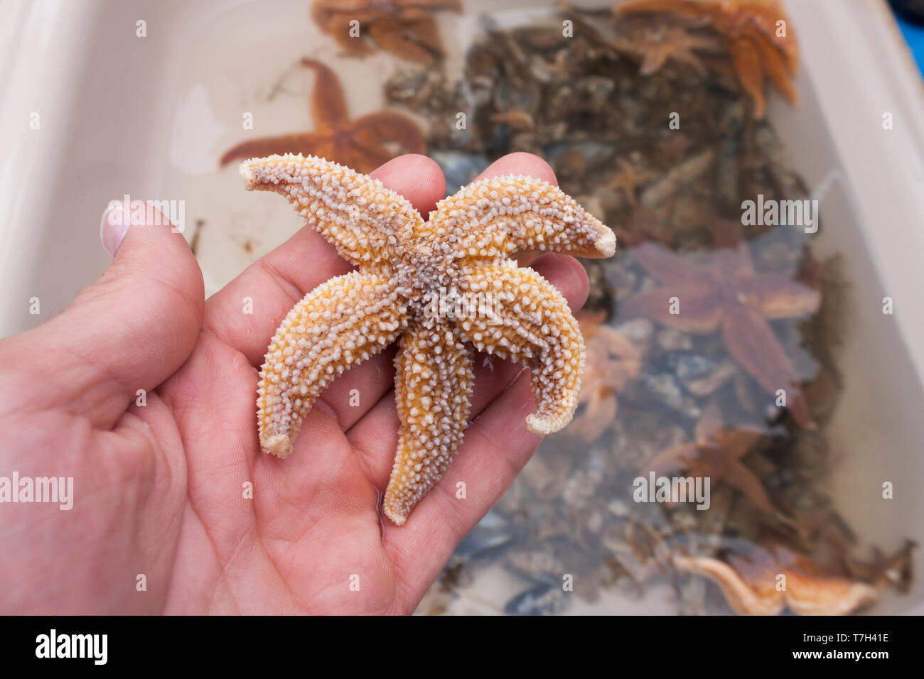 Common starfish - Asterias rubens, in the German Wadden Sea as a ...