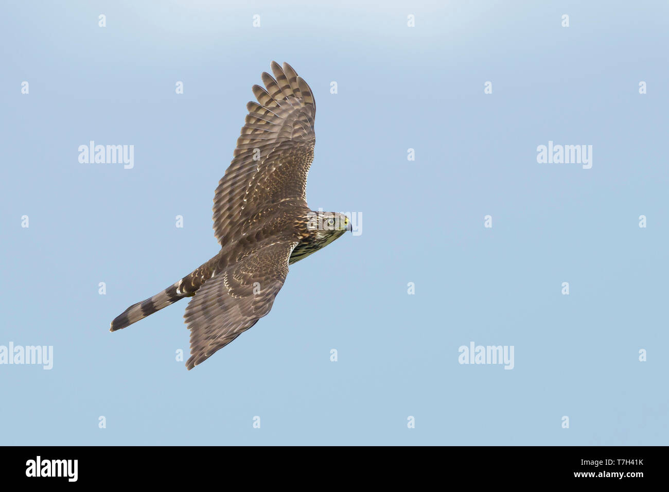 Juvenile Cooper's Hawk (Accipiter cooperii) in flight over Chambers ...