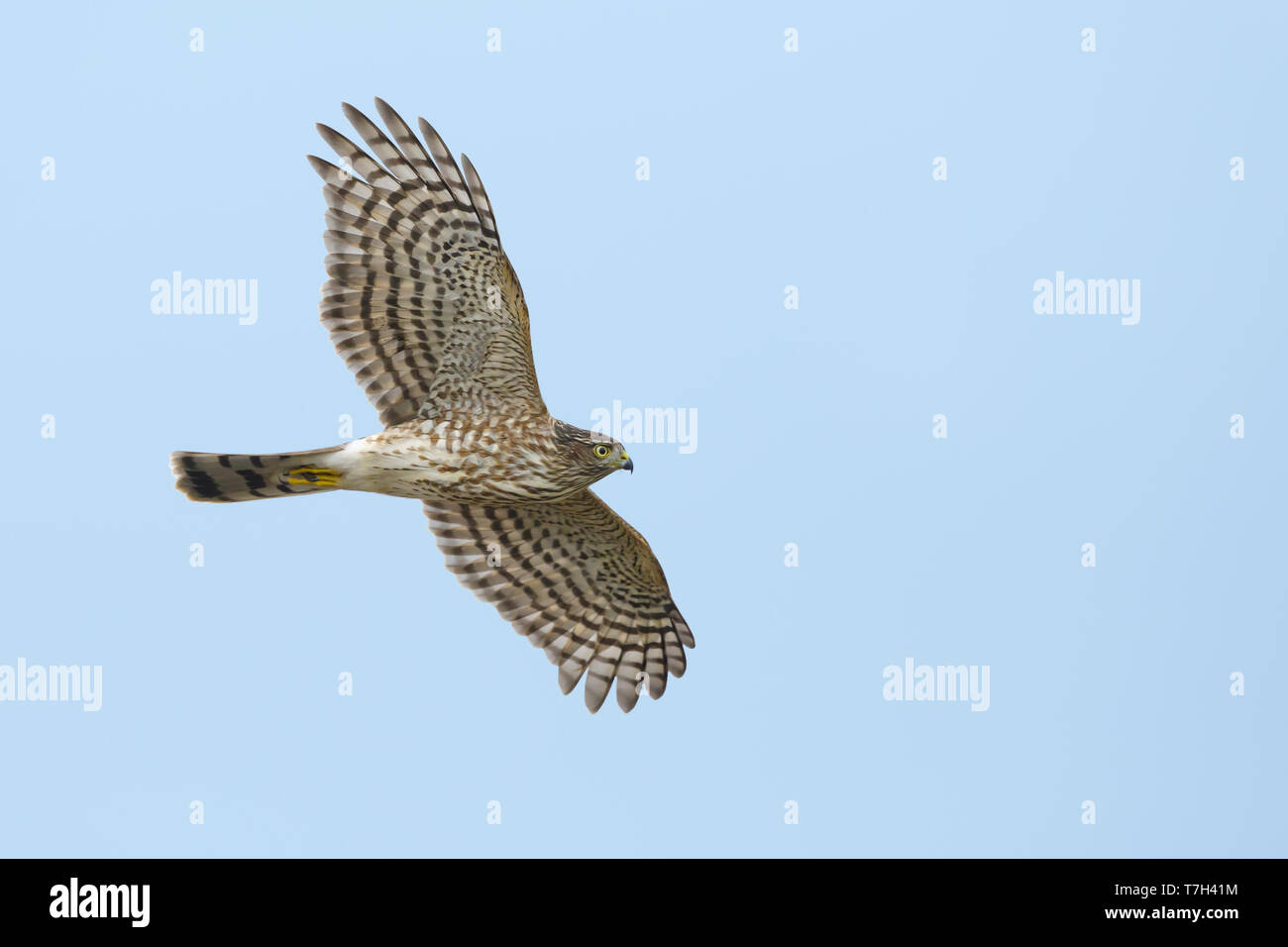 Coopers hawk in winter hi-res stock photography and images - Alamy