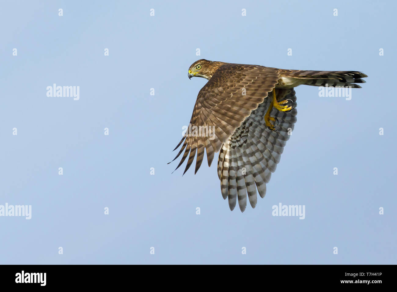 Immature Cooper's Hawk (Accipiter cooperii) in flight over Chambers ...