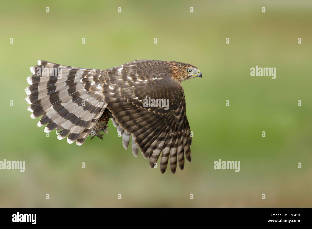 Immature Cooper's Hawk (Accipiter cooperii) in flight over Chambers ...
