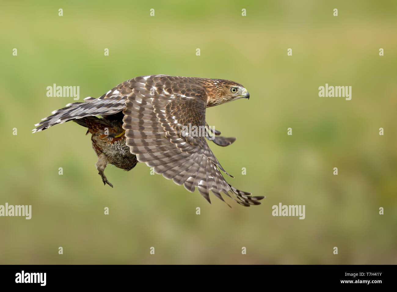 Immature Cooper's Hawk (Accipiter cooperii) in flight over Chambers ...