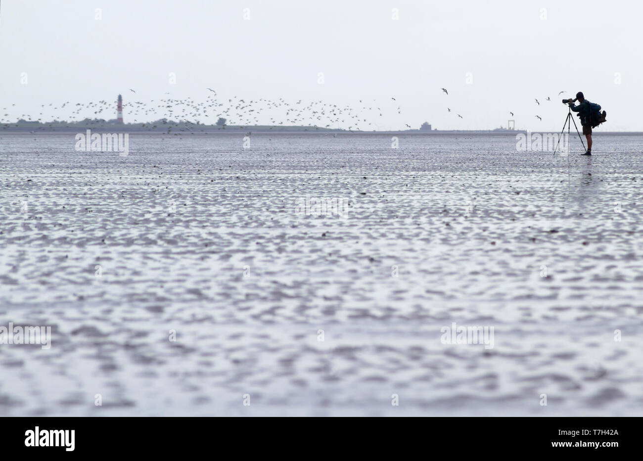 Birdwatcher counting birds in the Wadden Sea, Germany Stock Photo - Alamy