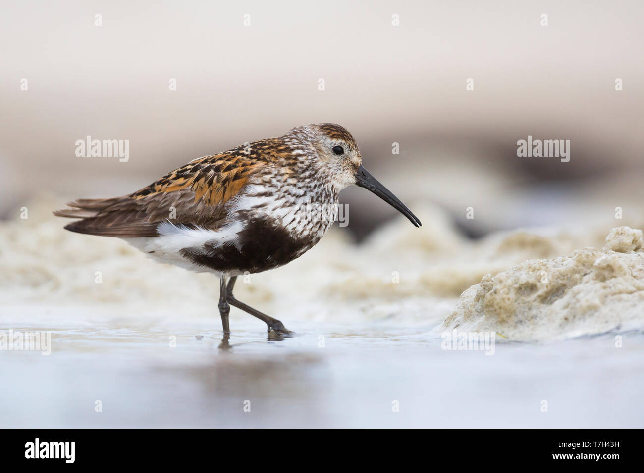 Adult Dunlin (Calidris alpina), Germany, standing on a mud flat in ...