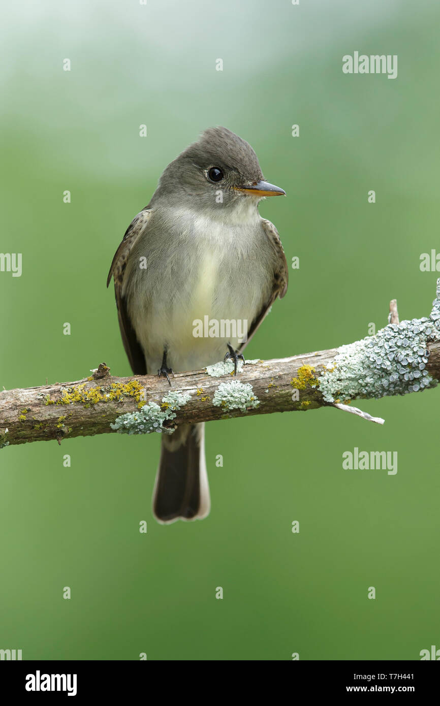 Adult Eastern Wood Pewee (Contopus virens) perched on a branch in ...