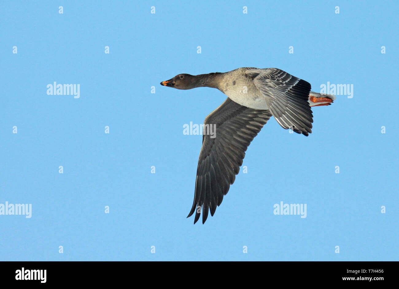 Tundra Bean Goose (Anser serrirostris). Adult in flight seen from the ...