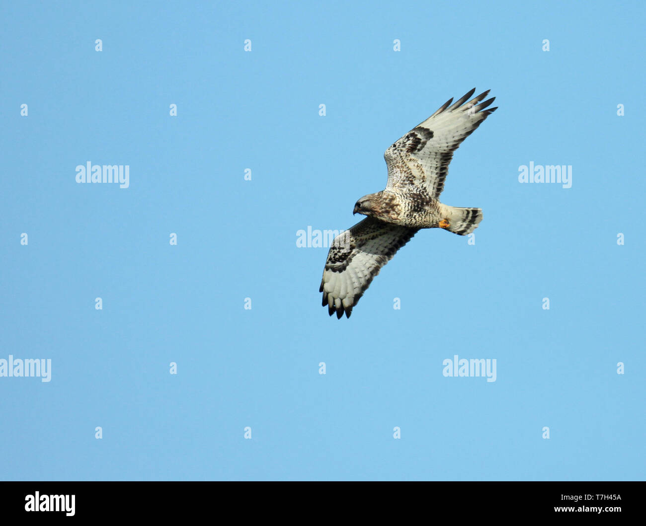 Species rough legged buzzard hi-res stock photography and images - Alamy