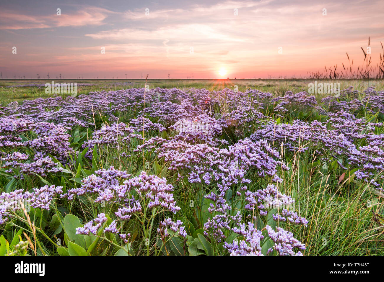 Common sea lavender (Limonium vulgare), Hamburger Hallig, Germany Stock ...