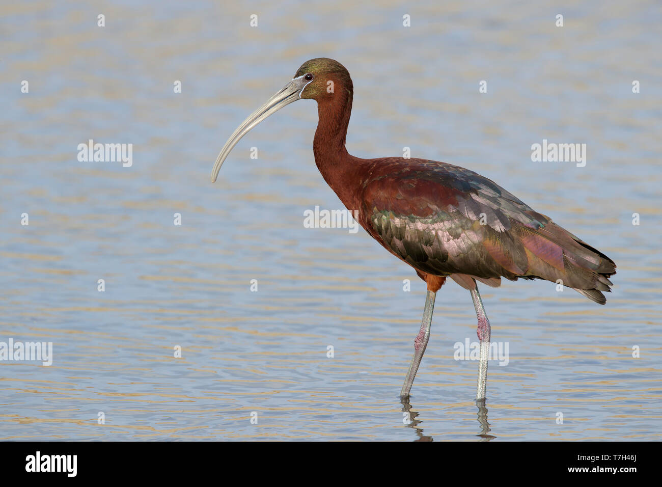 Adult breeding Glossy Ibis (Plegadis falcinellus) standing in a shallow ...