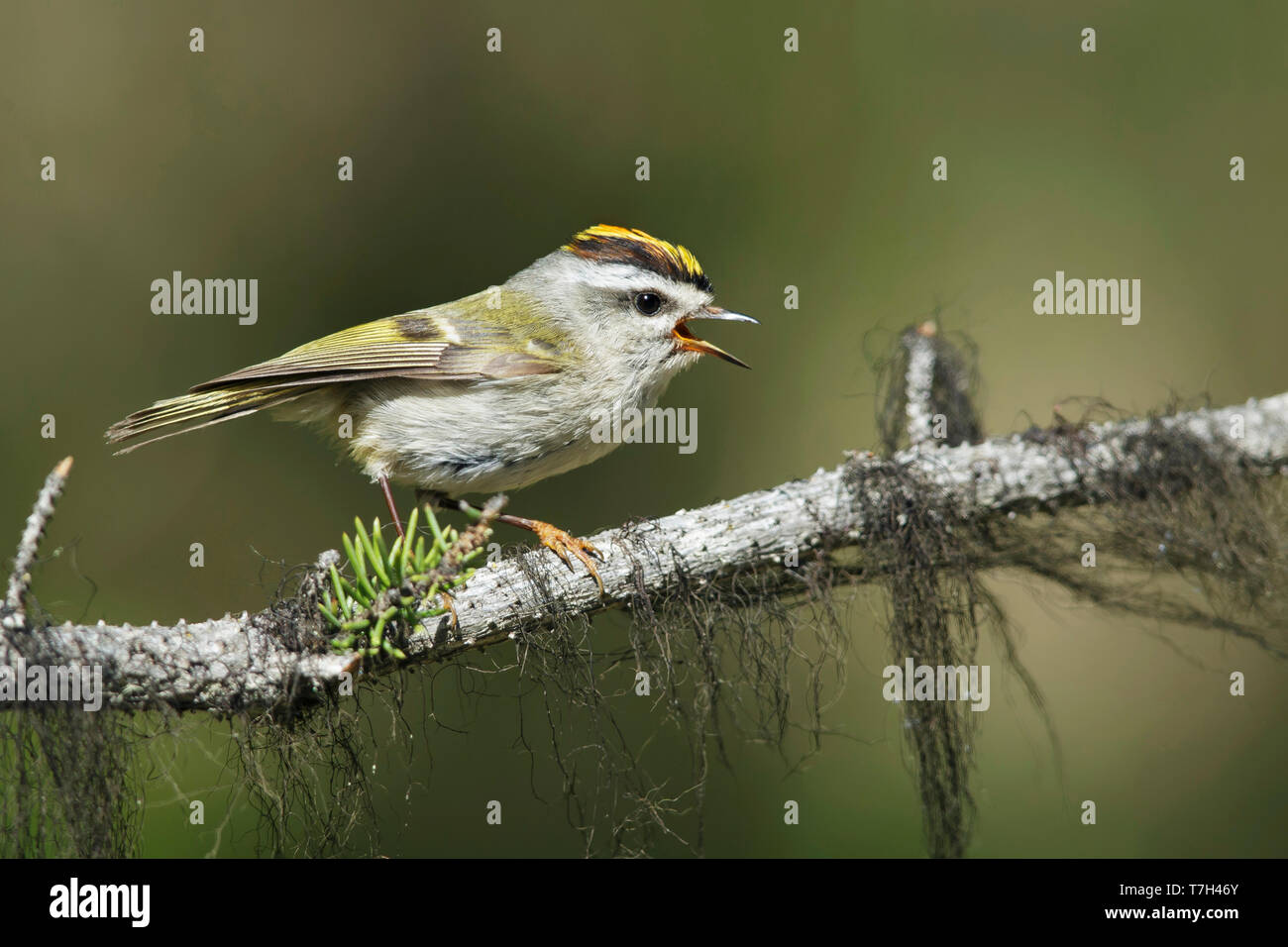 Adult male Golden-crowned Kinglet (Regulus satrapa) singing from a ...