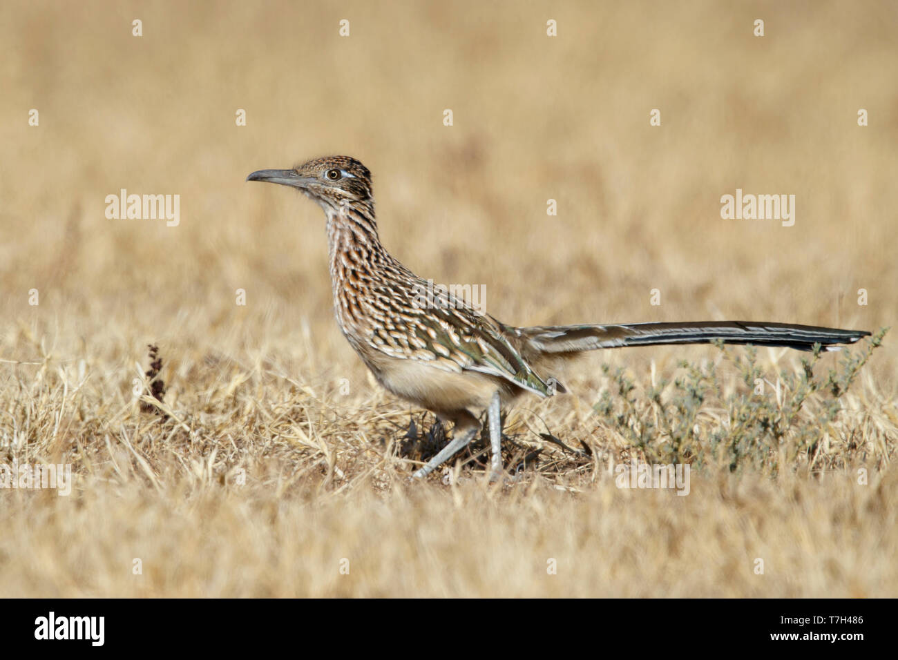 Roadrunner snake hi-res stock photography and images - Alamy