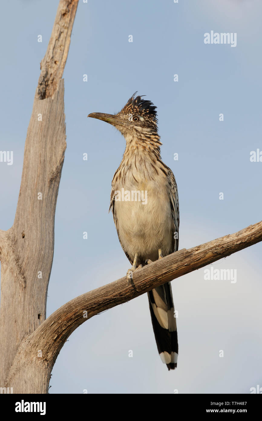 Roadrunner snake hi-res stock photography and images - Alamy