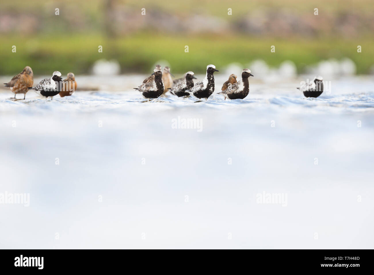 Grey Plovers (Pluvialis sqatarola sqatarola) also known as Black ...