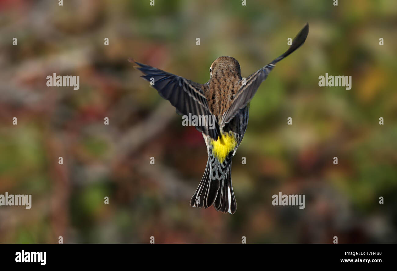Yellow warbler in flight hi-res stock photography and images - Alamy