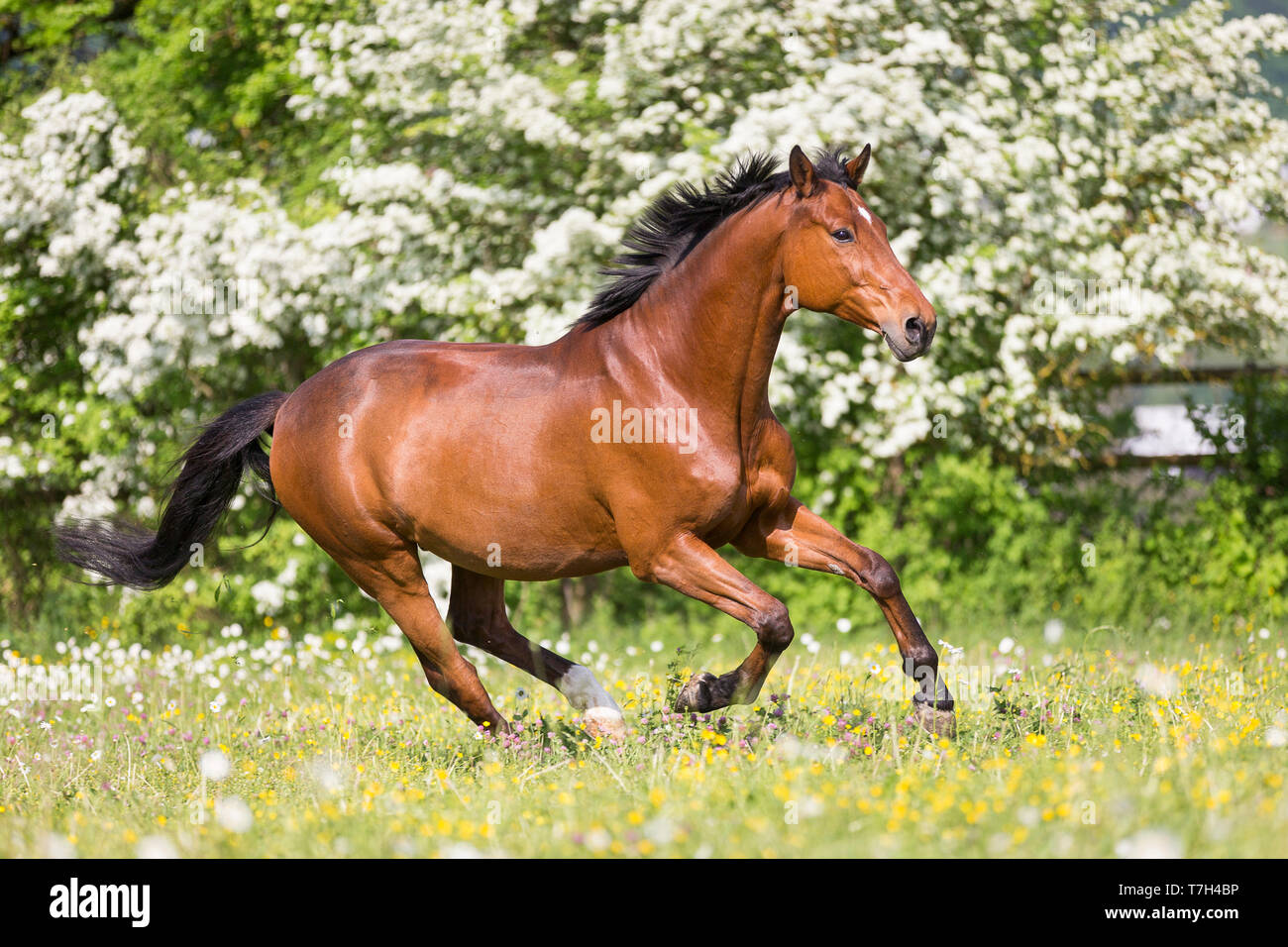 Trakehner bay hi-res stock photography and images - Alamy