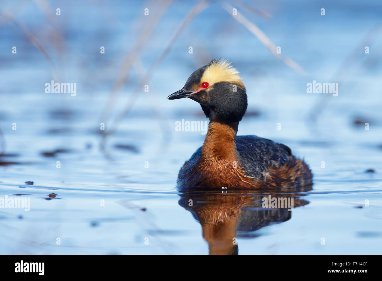 Adult American Horned Grebe (Podiceps auritus cornutus) swiming in a ...