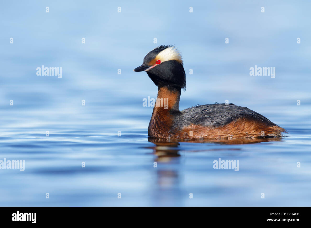 Grebe species in breeding plumage hi-res stock photography and images ...