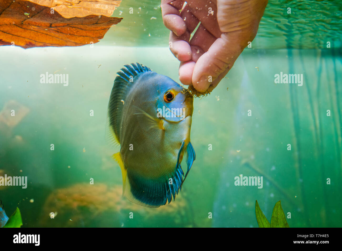 Disco fish blue diamond eats Artemisia from the hand of man Stock Photo ...