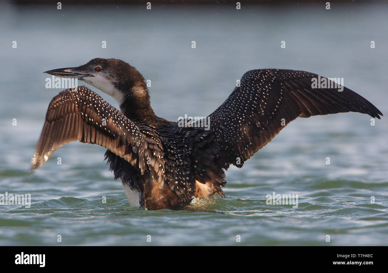Great Northern Diver (Gavia immer) swimming in harbour of Terschelling ...