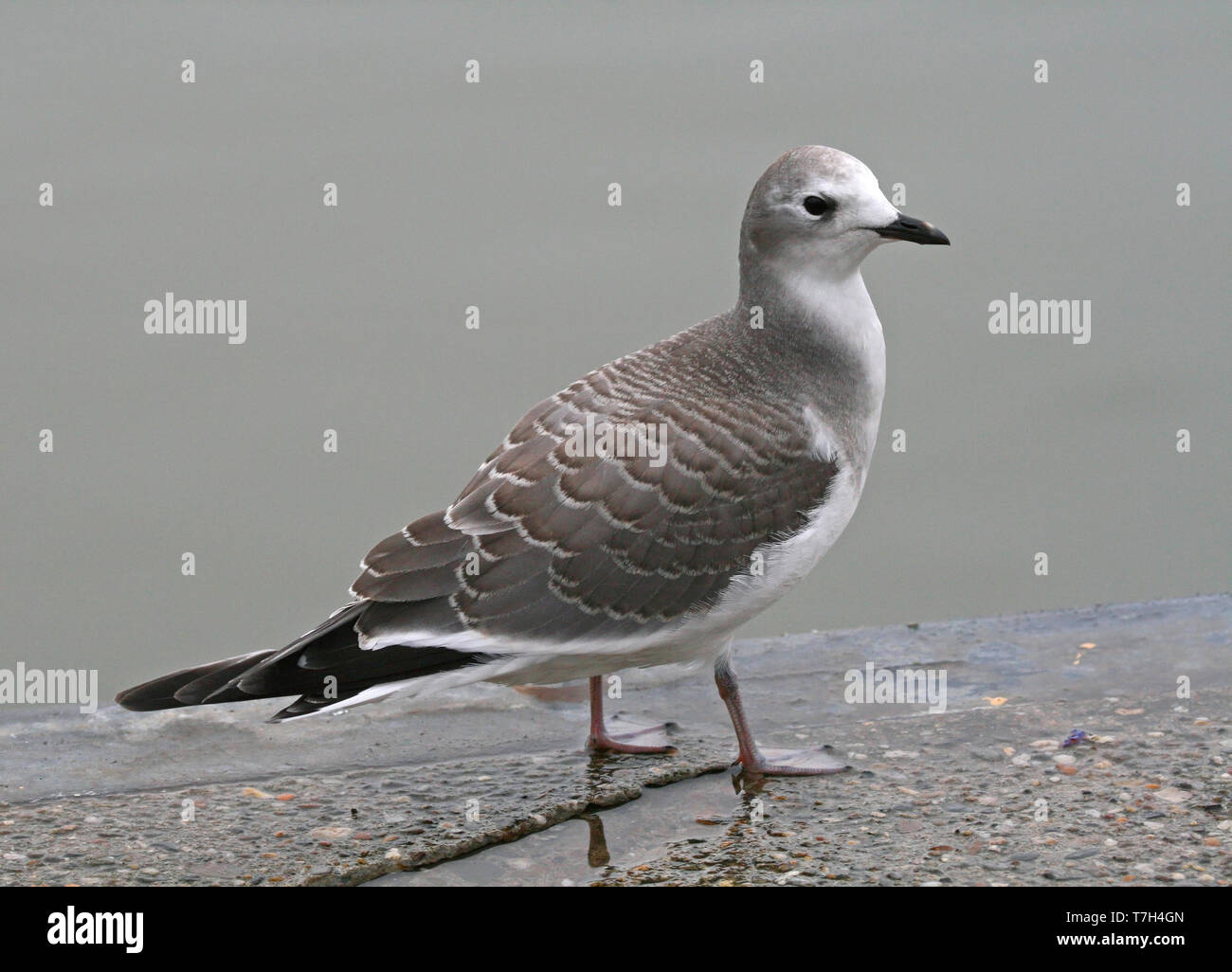 Sabine's Gull (Xema sabini), first-winter standing, seen from the side ...