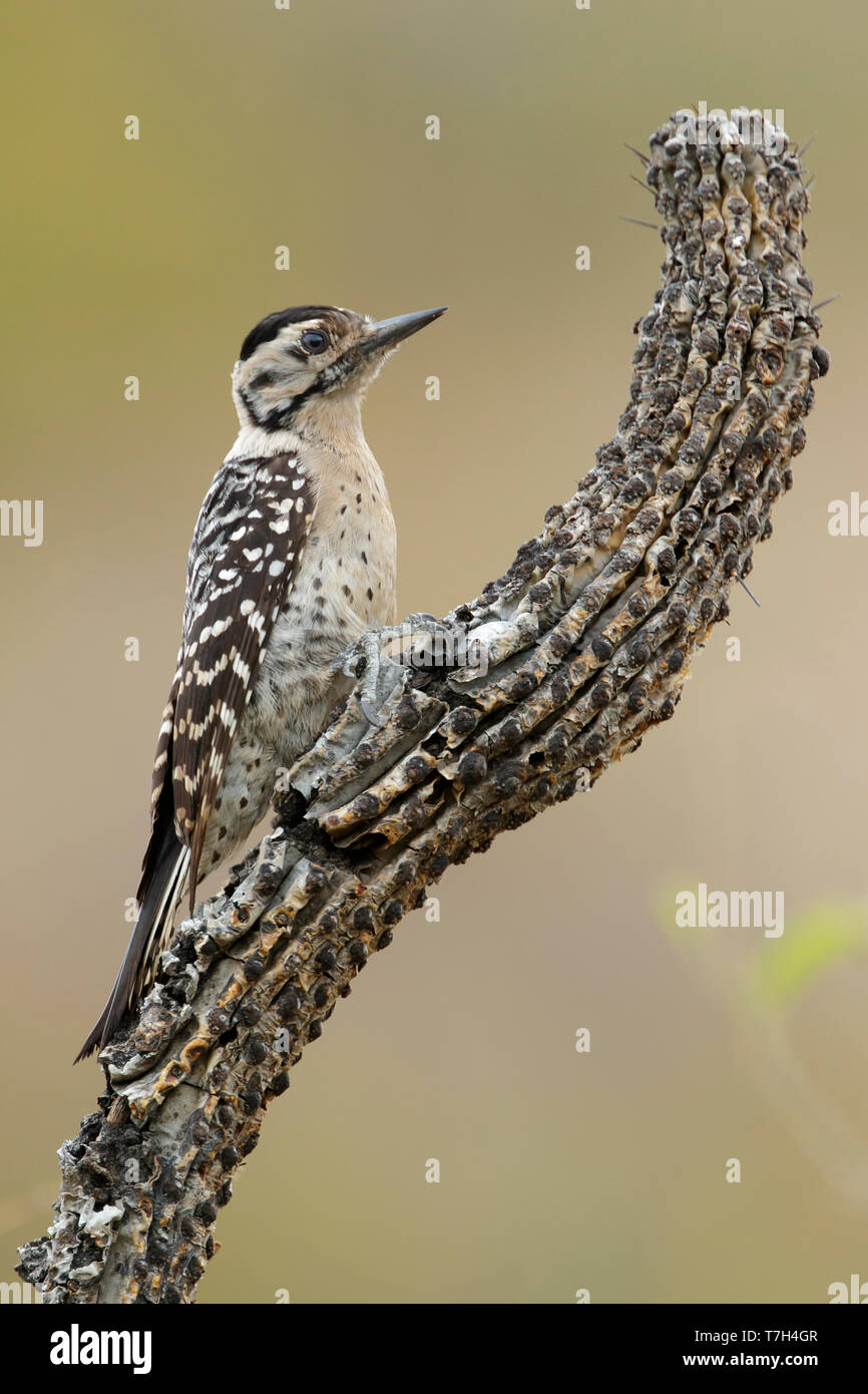Adult female Ladder-backed Woodpecker (Dryobates scalaris) Baja ...