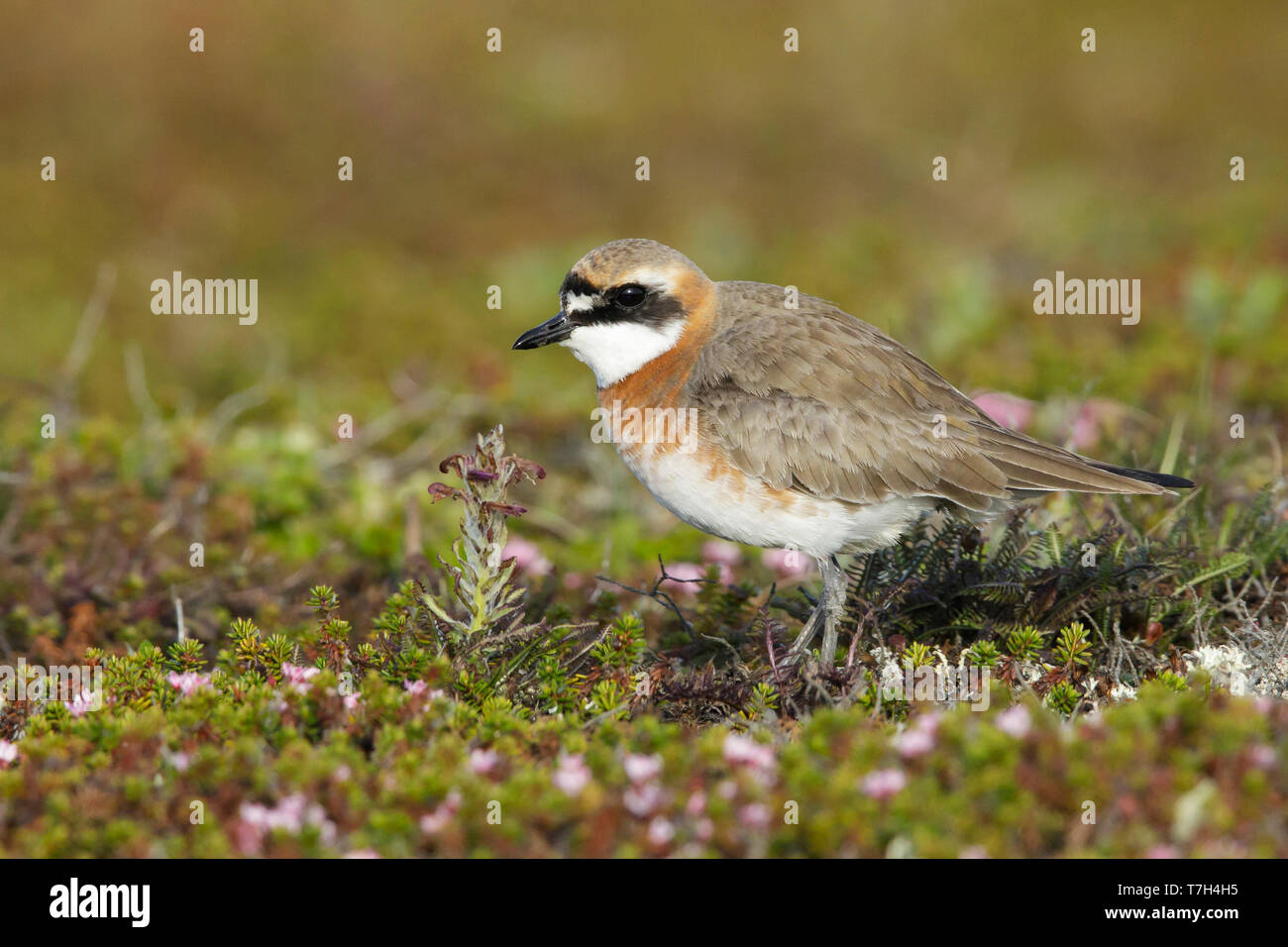 Adult male Lesser Sand Plover (Charadrius mongolus stegmanni) in summer ...