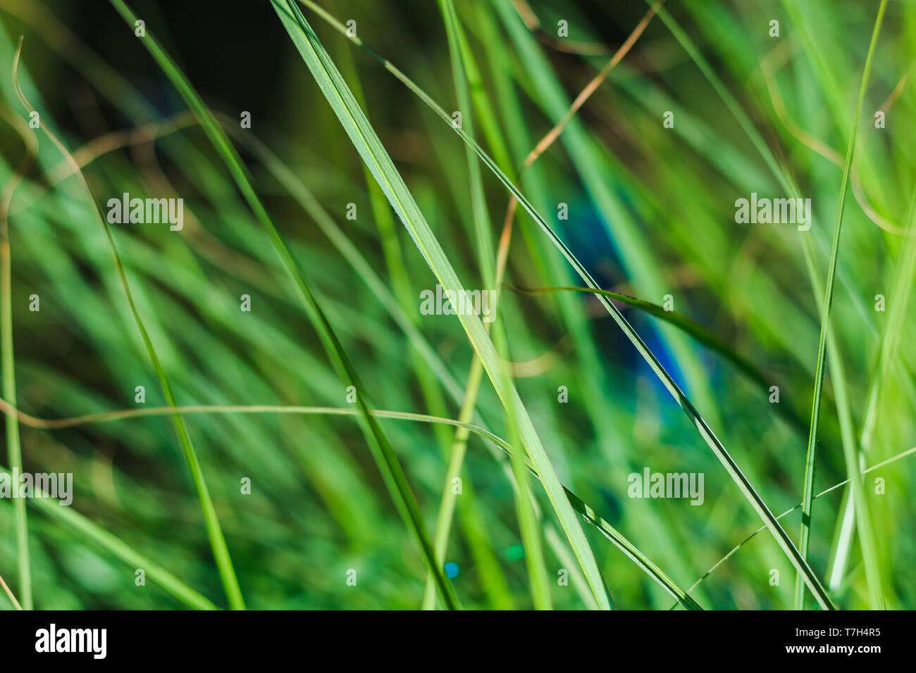close up view of tall grass in a spring field Stock Photo - Alamy