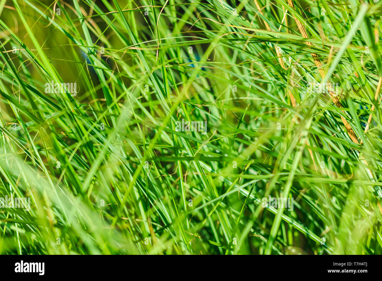 Long tall weeds grasses in hi-res stock photography and images - Alamy