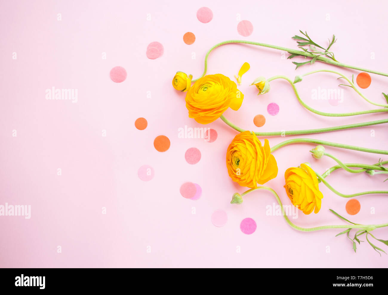 Beautiful fresh yellow color ranunculus on pastel pink background with ...