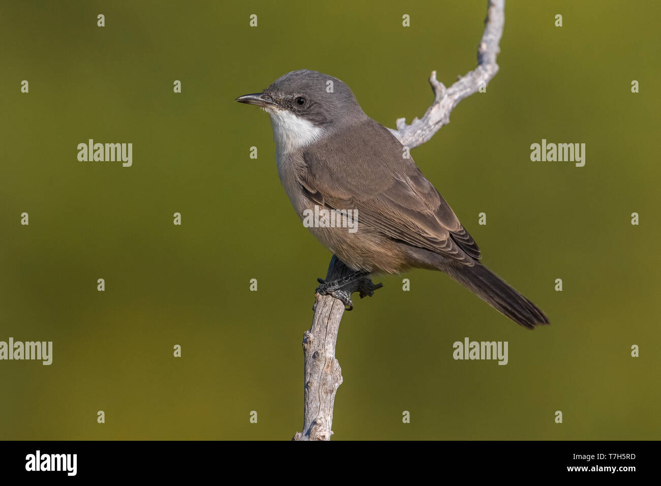 Western Orphean Warbler; Sylvia hortensis Stock Photo - Alamy