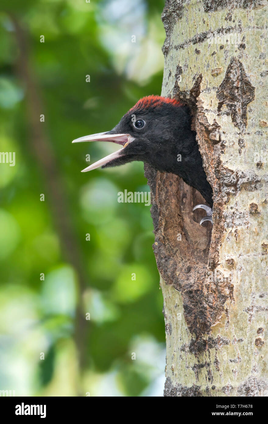 Black Woodpecker, Dryocopus martius Stock Photo - Alamy