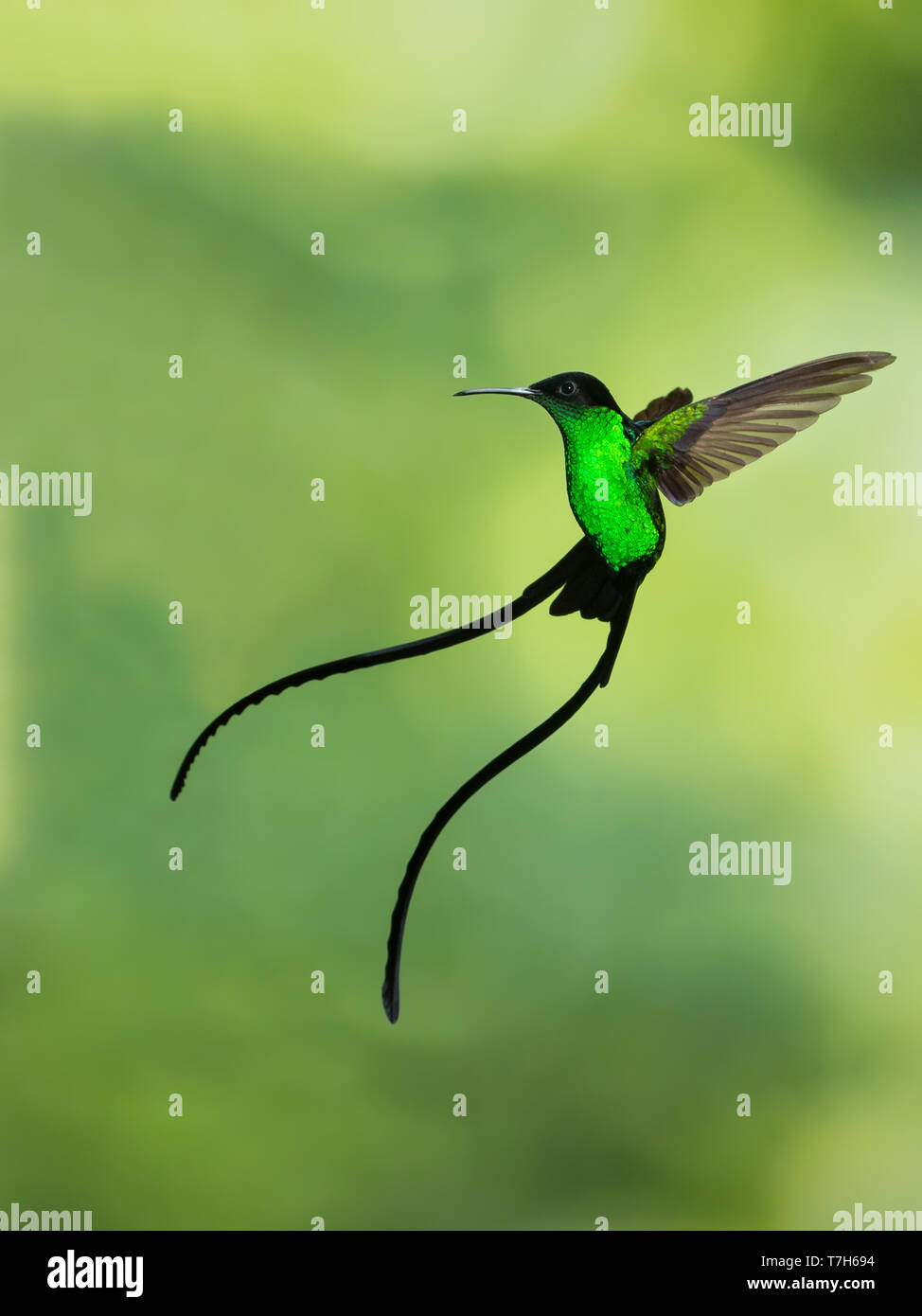 Trochilus species hi-res stock photography and images - Alamy