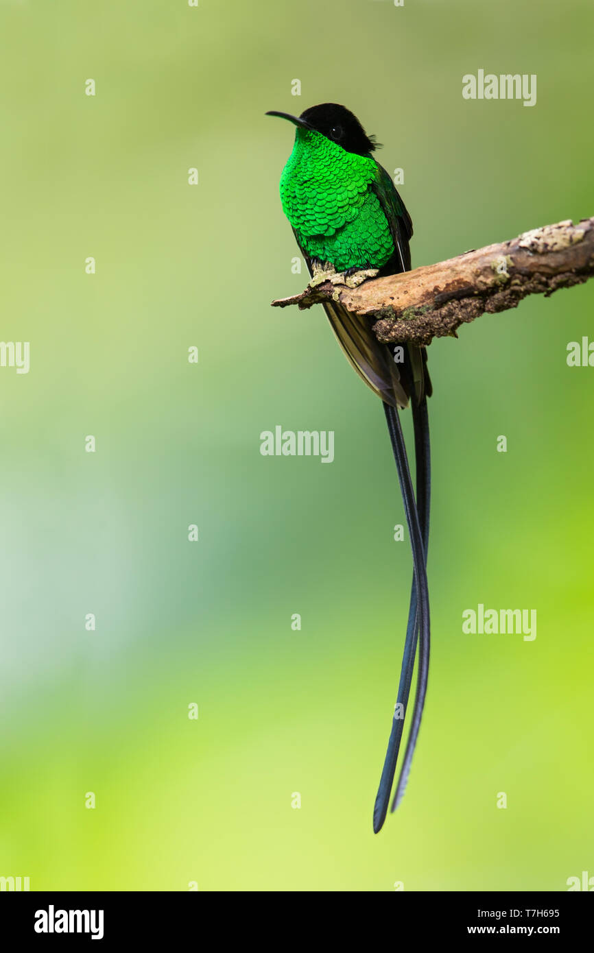 Trochilus species hi-res stock photography and images - Alamy