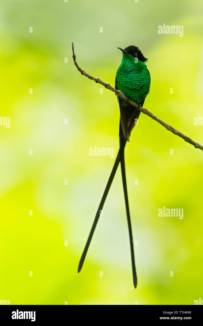 Black billed streamertail hi-res stock photography and images - Alamy