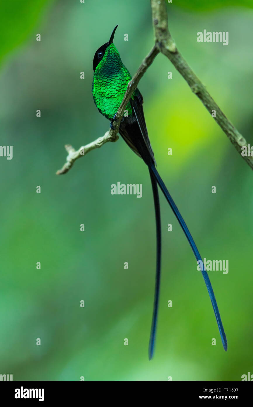 Jamaican streamertail hi-res stock photography and images - Alamy