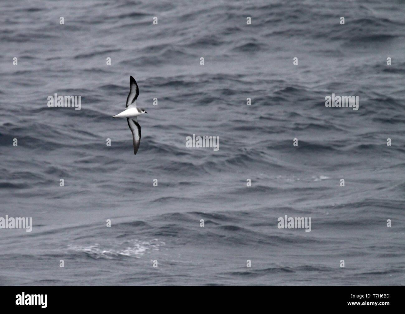 Pterodroma nigripennis hi-res stock photography and images - Alamy
