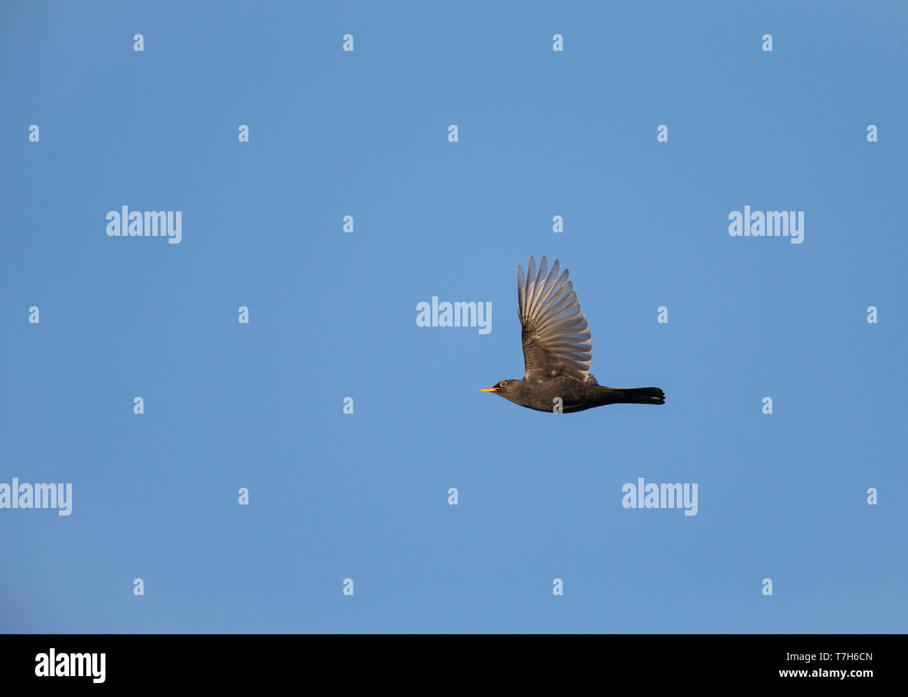 Blackbird flying isolated hi-res stock photography and images - Alamy