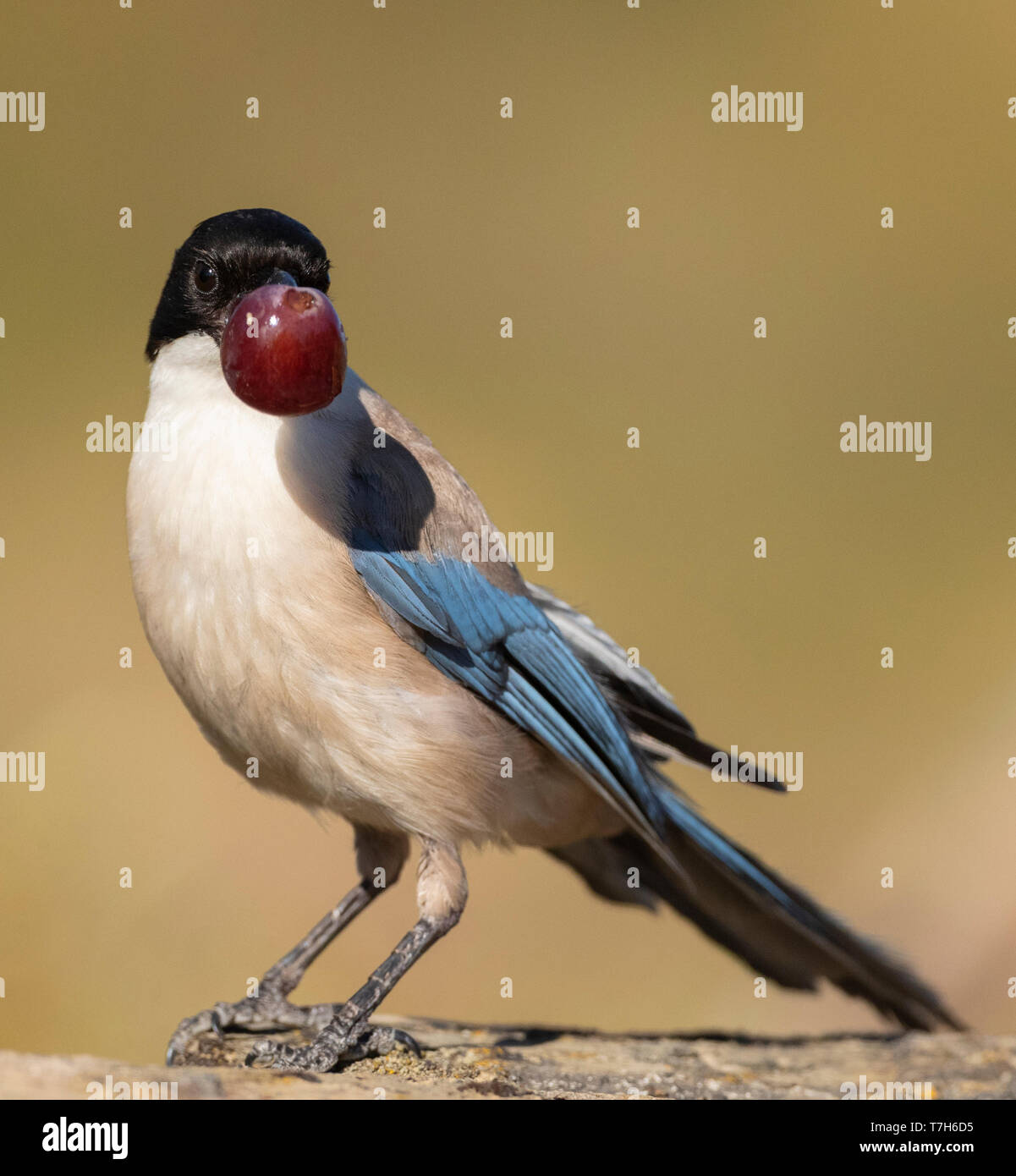 Carry in beak hi-res stock photography and images - Alamy