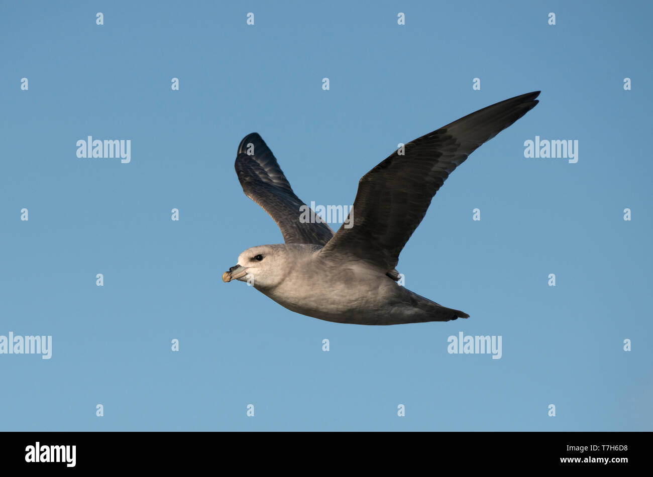 Northern 'Blue' Fulmar (Fulmarus glacialis) in flight during the short ...