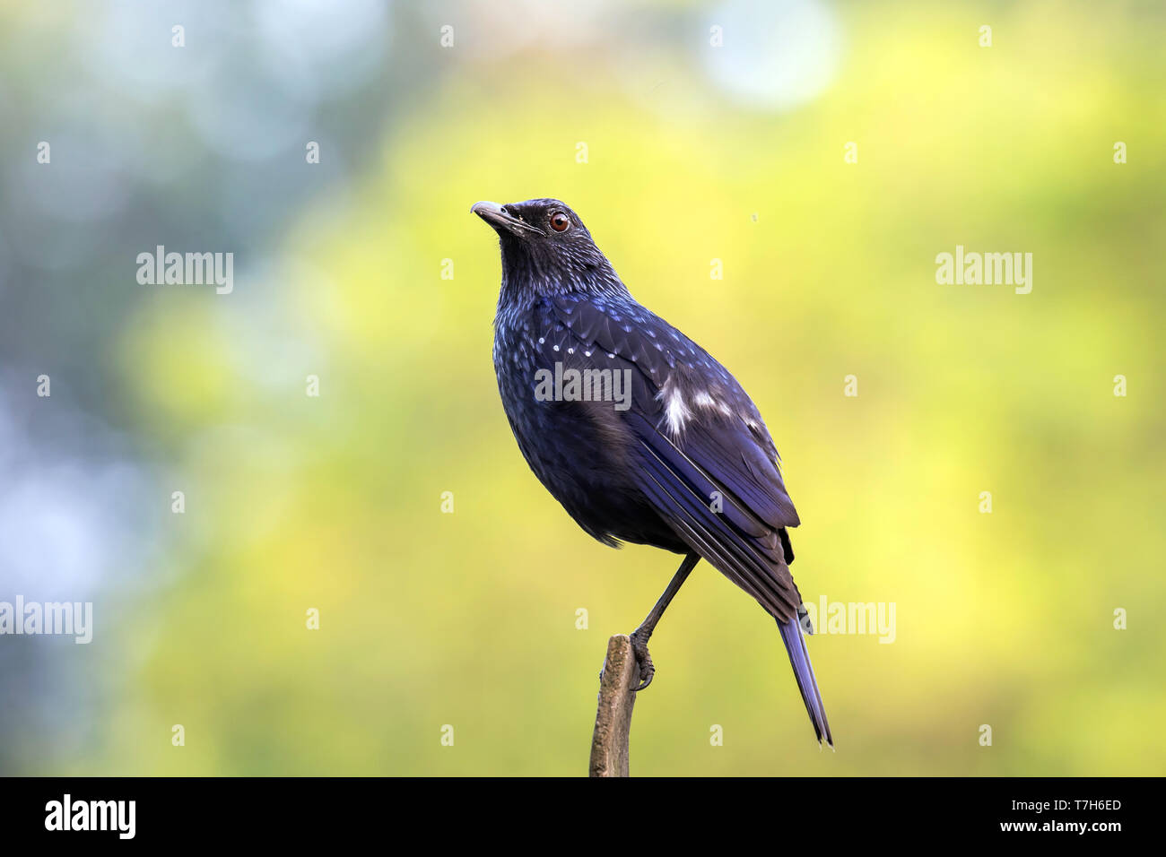 Blue whistling thrush (Myophonus caeruleus Stock Photo - Alamy