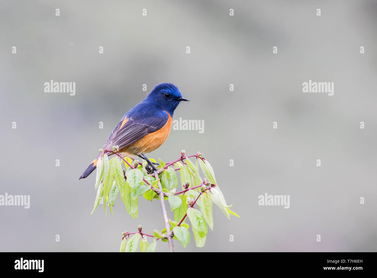 Phoenicurus frontalis hi-res stock photography and images - Alamy