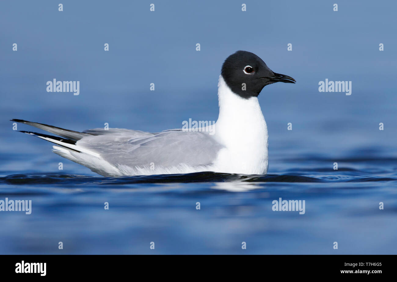 Adult bonapartes gull chroicocephalus hi-res stock photography and ...