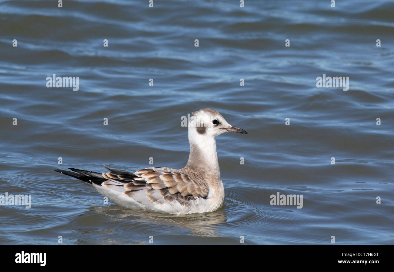 Juvenile bonapartes gull chroicocephalus philadelphia hi-res stock ...