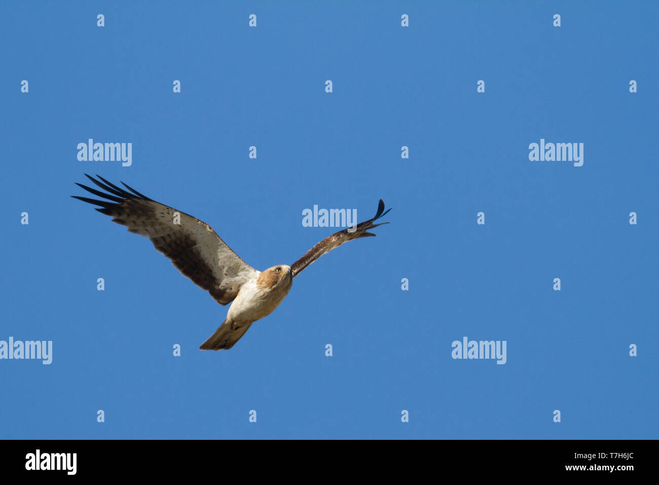 Booted eagle flight hi-res stock photography and images - Alamy